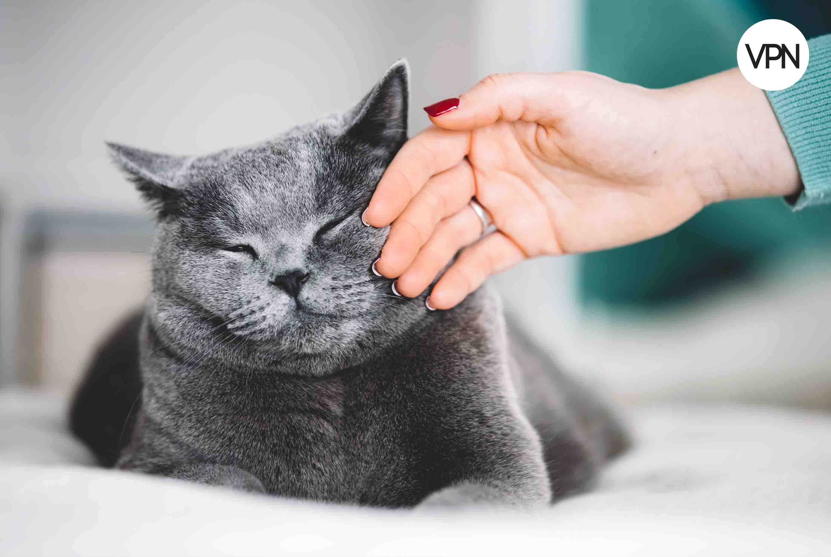 GS-441524 : ความหวังที่ยังคลุมเครือของแมวป่วยด้วยโรค FIP