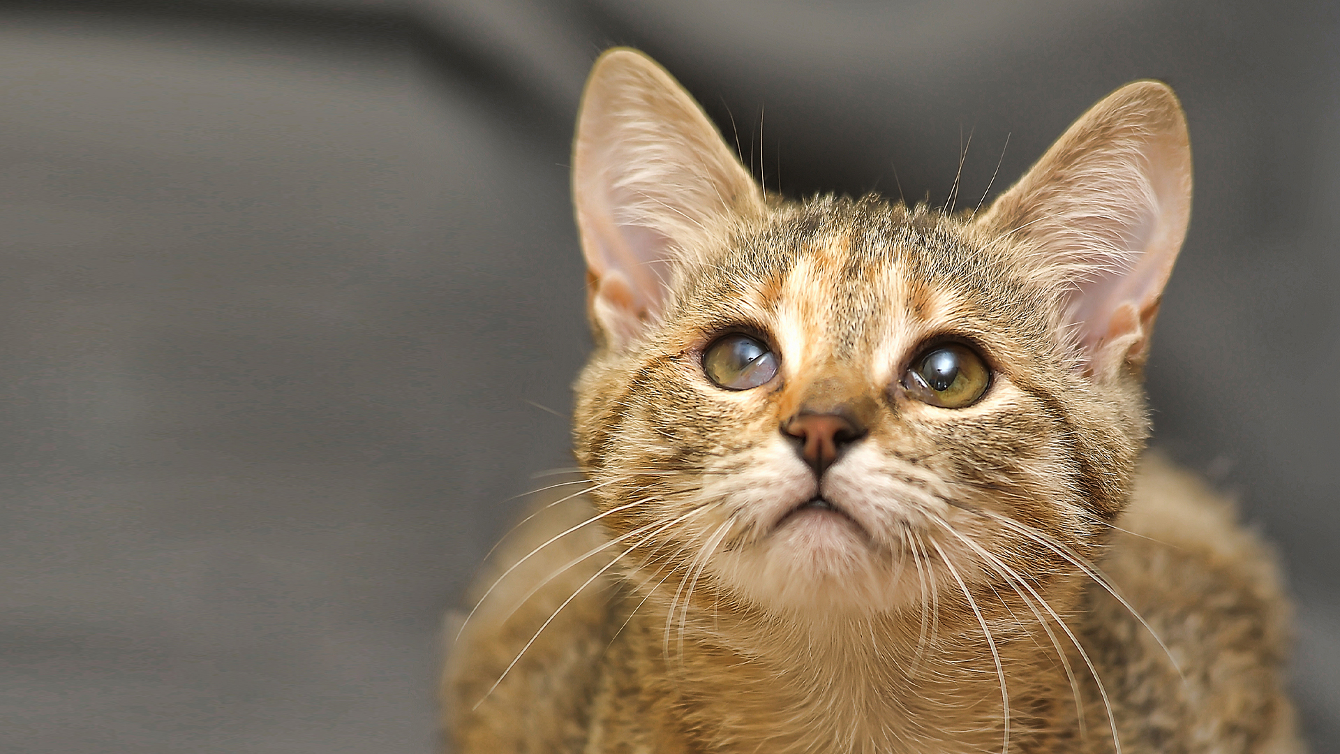 แนวทางการวินิจฉัยภาวะกระจกตาขุ่นในสุนัขและแมว (Corneal Opacities in Dogs and Cats)