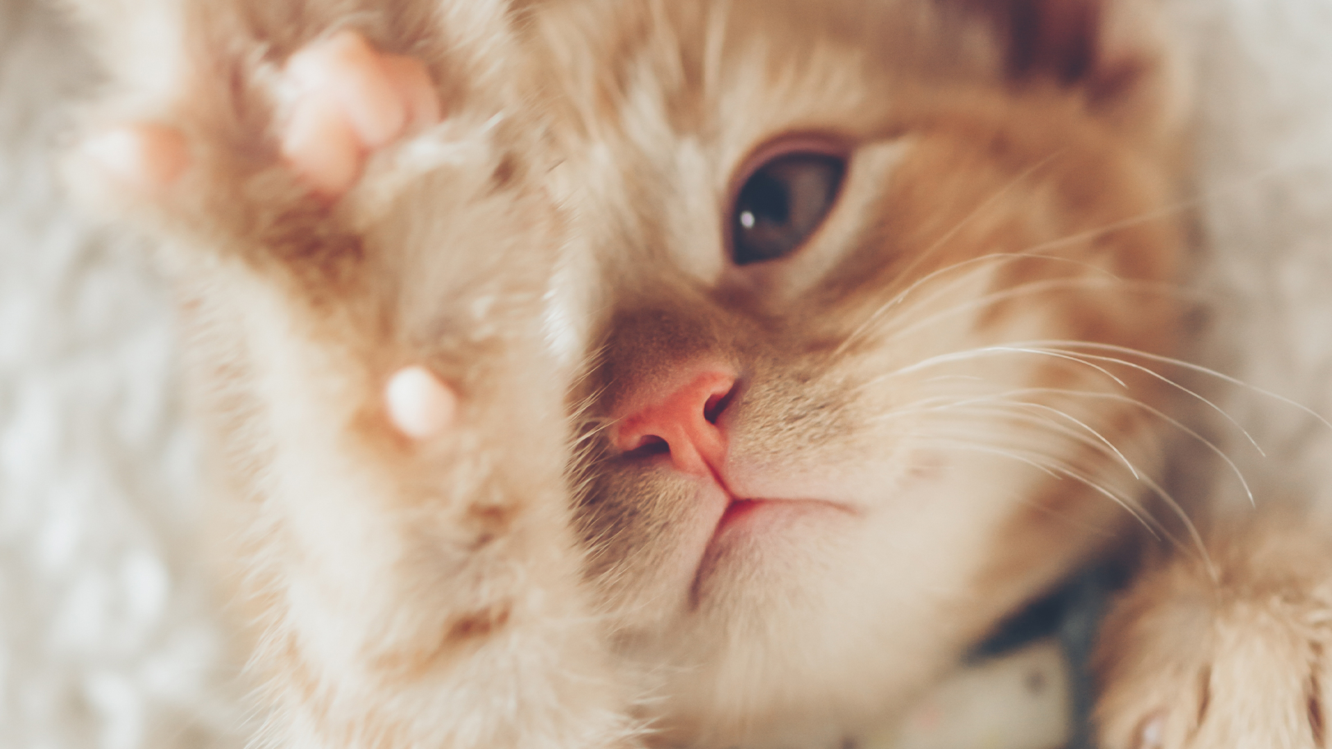 Plasma Cell Pododermatitis : วิการของโรค การวินิจฉัย และการรักษา