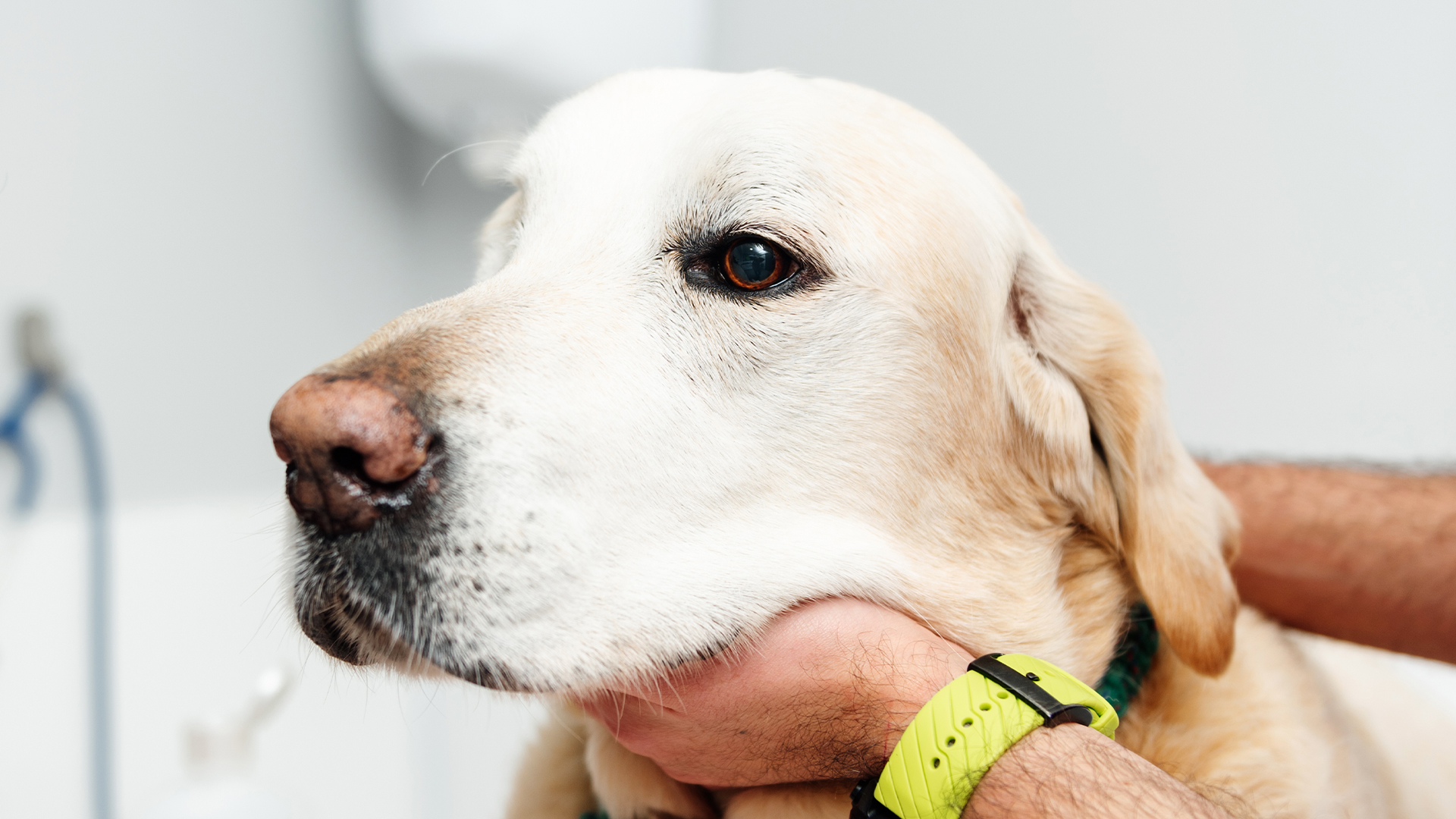 ภาวะการติดเชื้อในกระแสเลือดในสุนัข (Sepsis in the Dog)