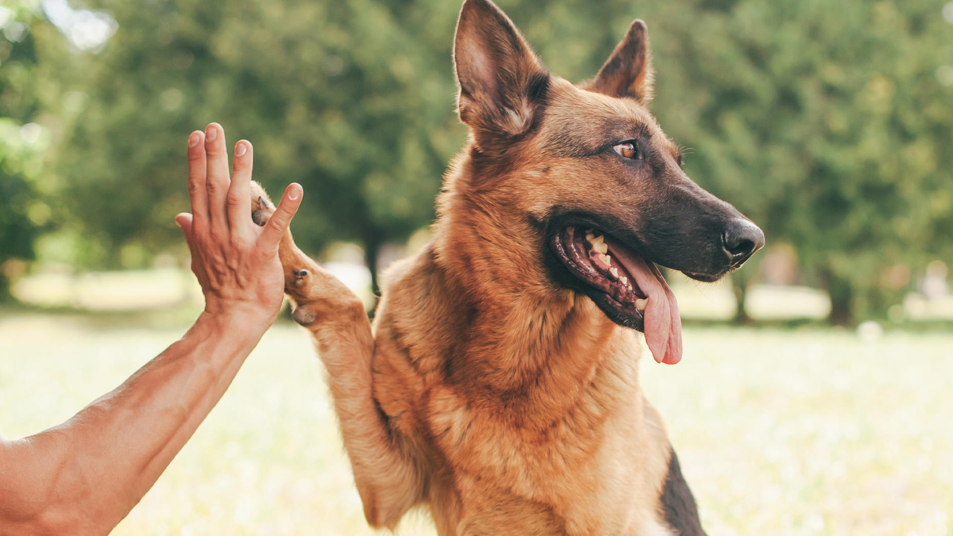 Symmetrical Lupoid Onychodystrophy (SLO) โรคของเล็บ ที่สัตวแพทย์ทุกคน ...