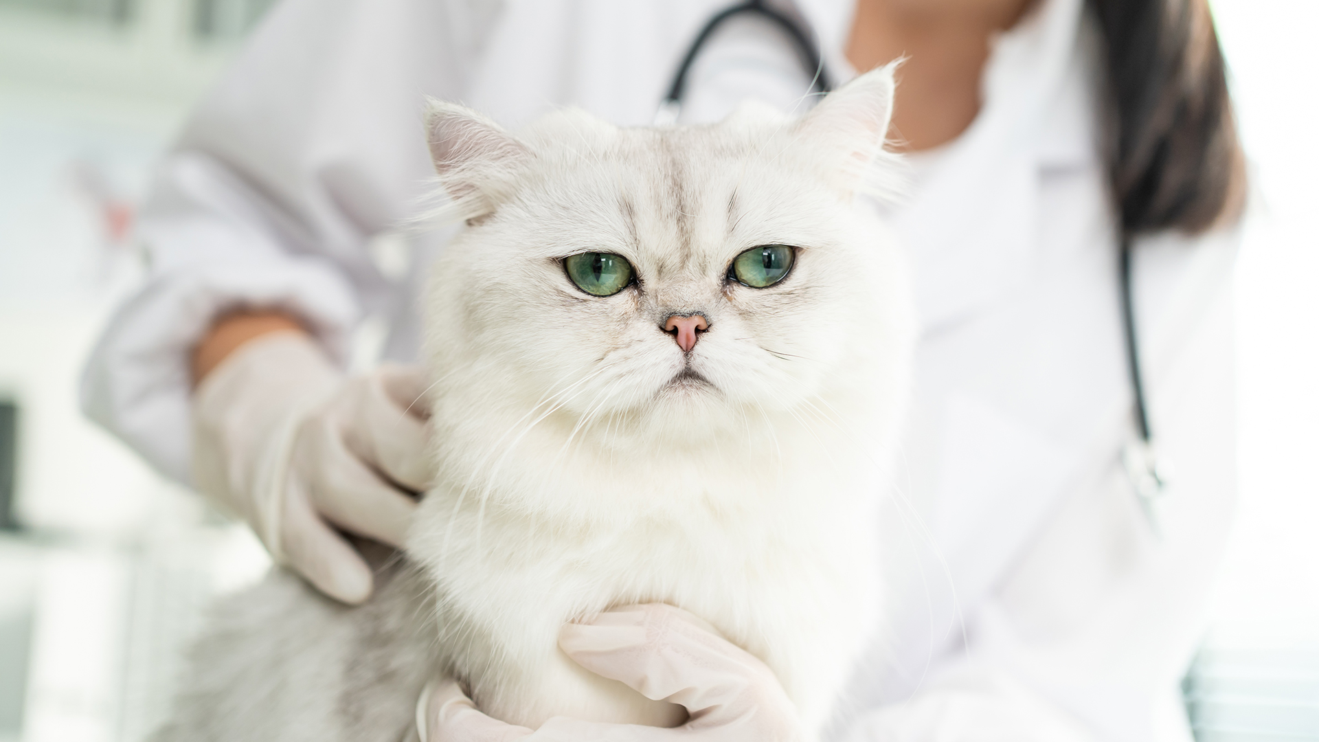 การอัลตราซาวนด์และส่งน้ำวินิจฉัยในแมวป่วยฉุกเฉินที่มีภาวะท้องมาน ...