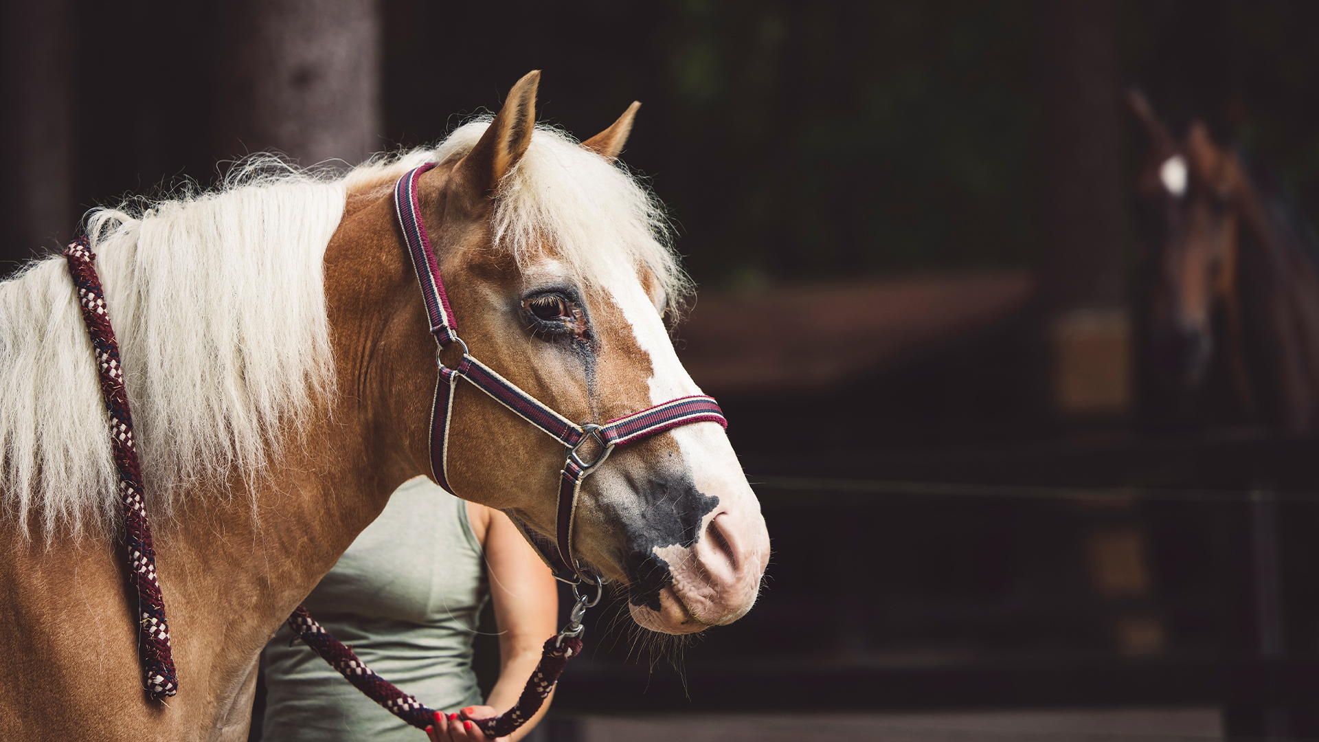การฟังเสียงหัวใจในม้า : Galloping Heart และ Murmur
