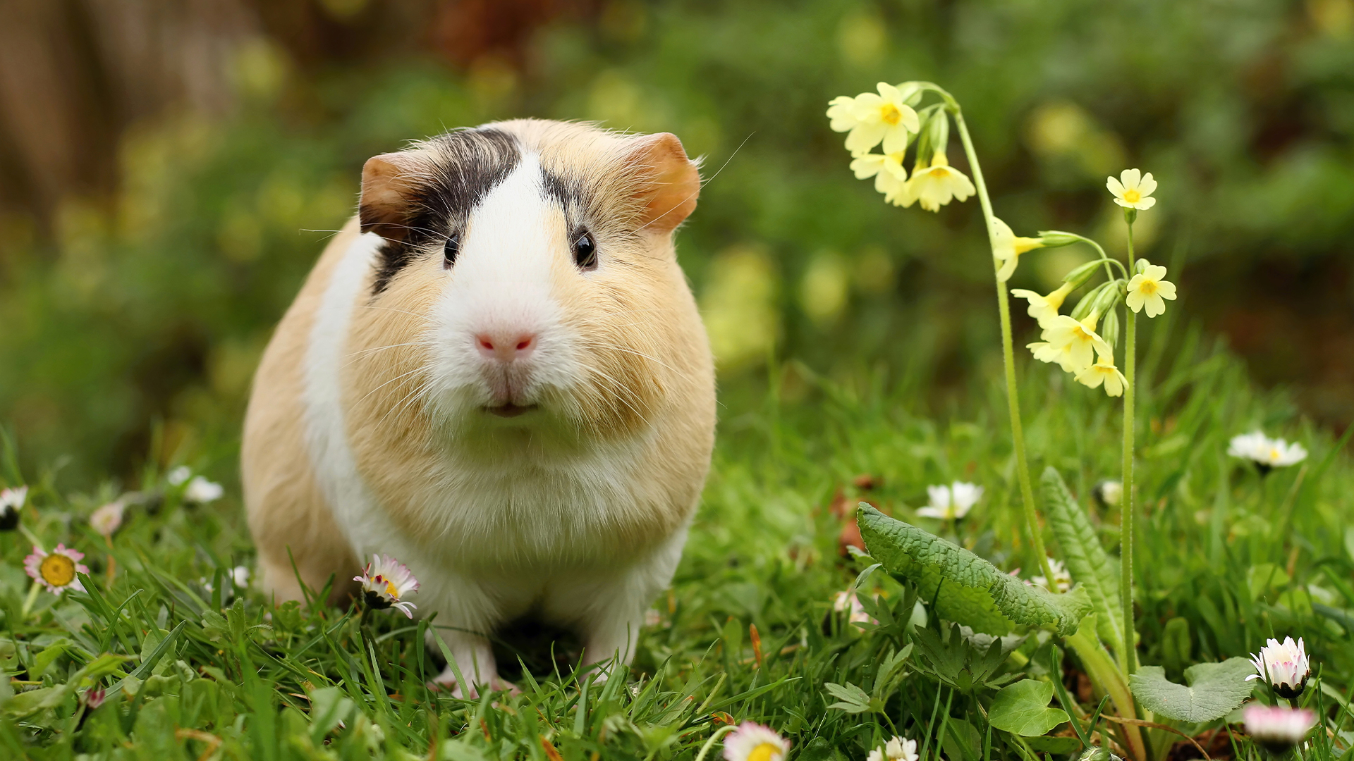 Fluid Therapy in Exotic Animal Emergency and Critical Care. Part 1 ...