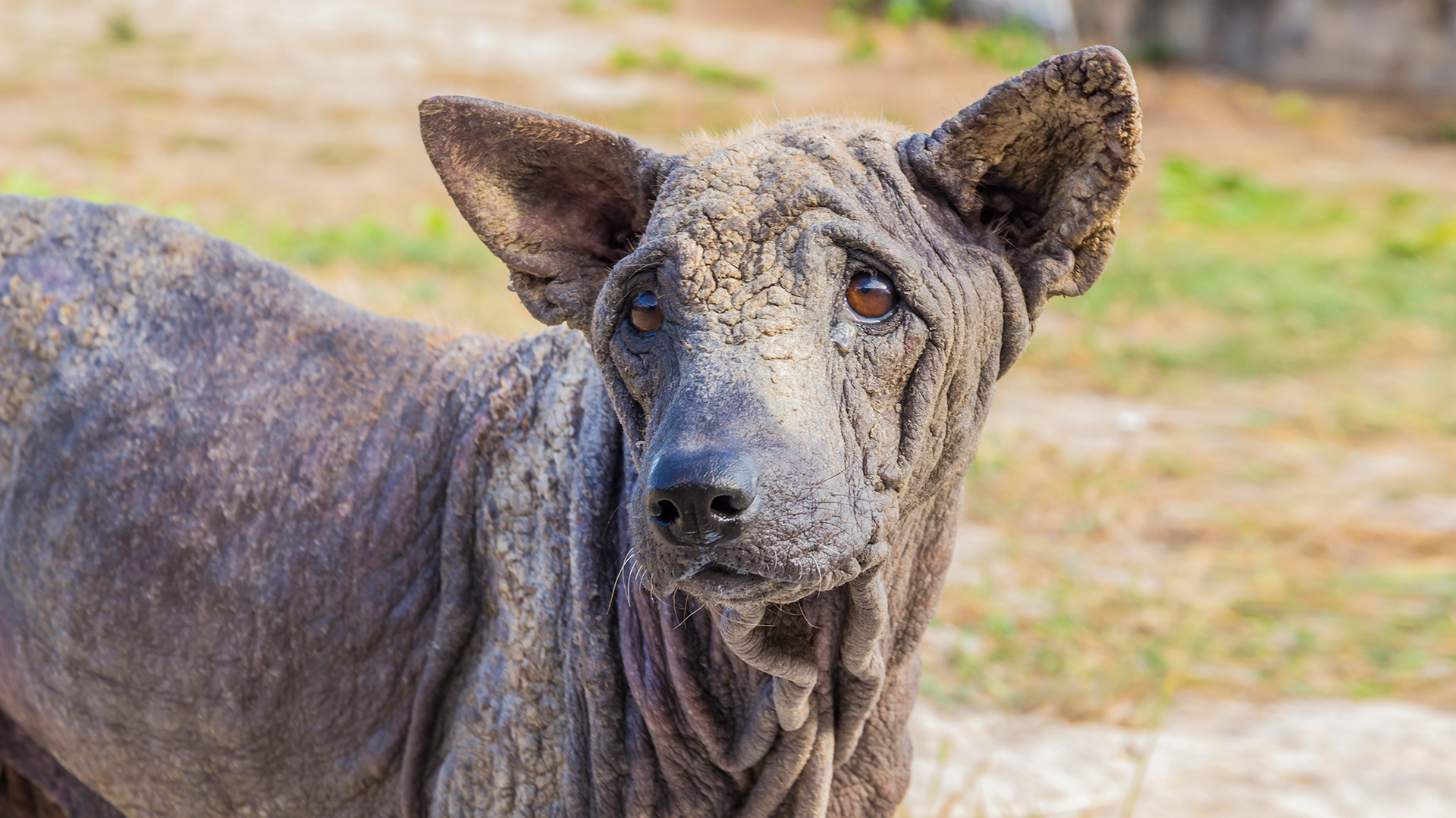 Sarcoptic Mange พยาธิภายนอกที่ก่อให้เกิดอาการคัน และติดต่อสู่คน