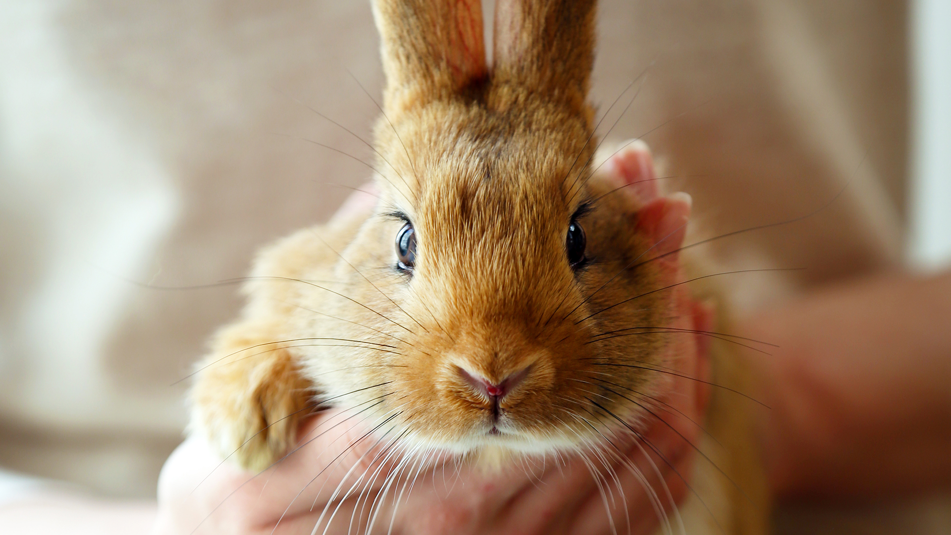 Unveiling Rabbit Encephalitozoonosis: What You Might Not Know About ...