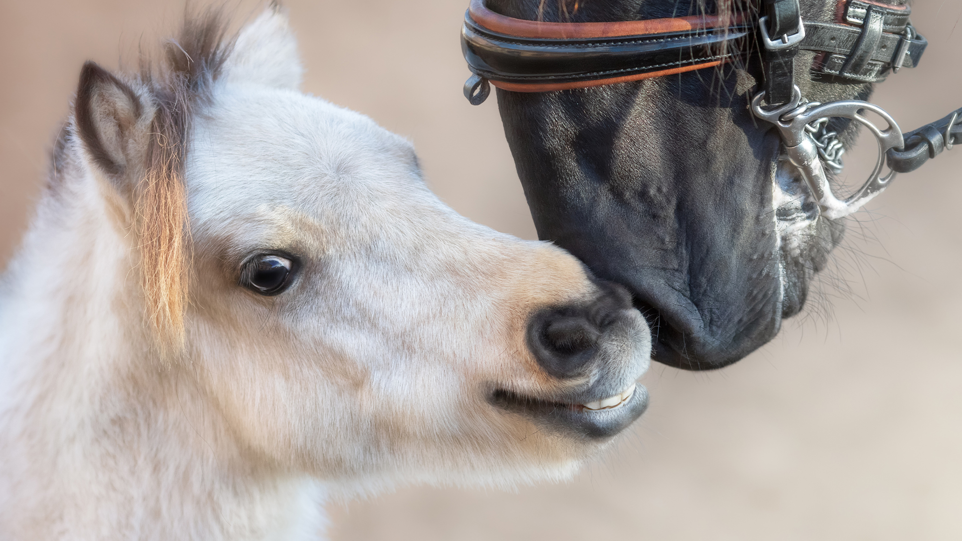 Foal Diarrhea : ภาวะท้องเสียในลูกม้า