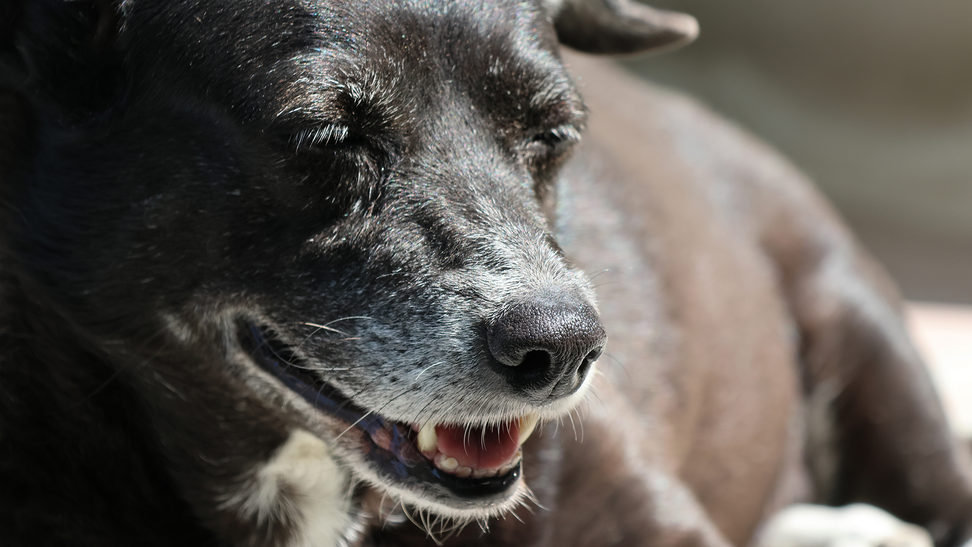 Fuzapladib กับการใช้ร่วมการรักษาภาวะตับอ่อนอักเสบเฉียบพลัน (Acute ...