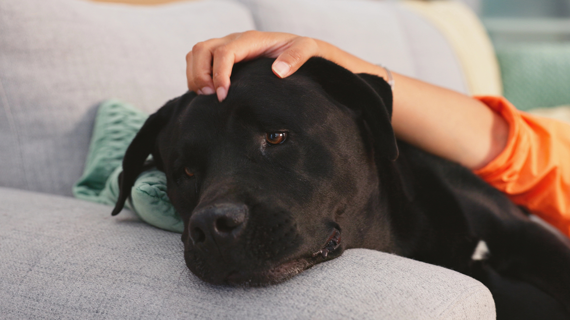 สรุปอัปเดต RECOVER Guideline ปี 2024 สำหรับการ CPR ในสัตว์เลี้ยง