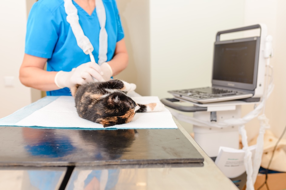 Ultrasound Diagnosis ตอน รอยโรค FIP ชนิด Dry Form