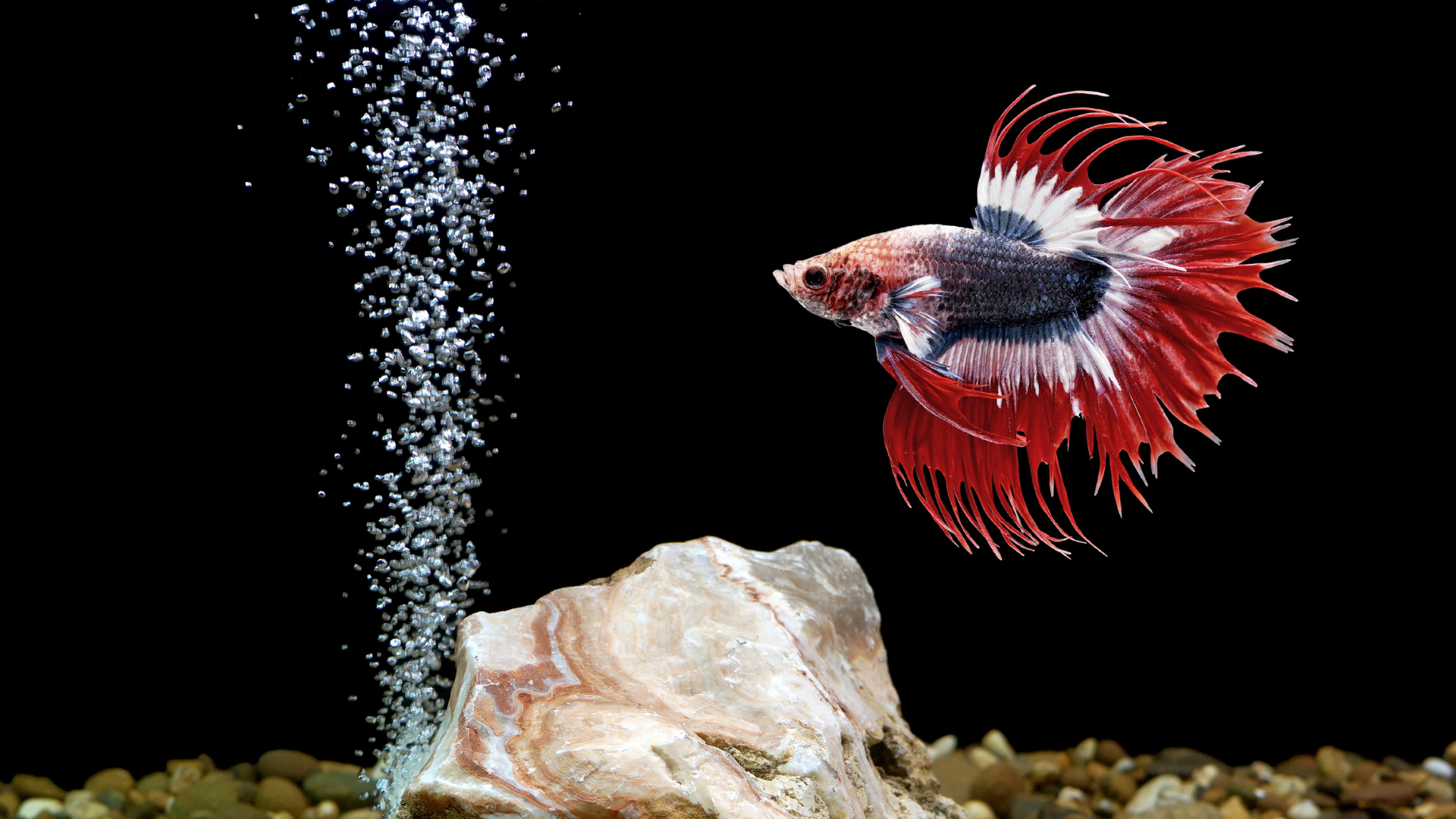 ภาวะสูญเสียการลอยตัวและความผิดปกติของถุงลมในปลาสวยงาม Buoyancy and Swim ...